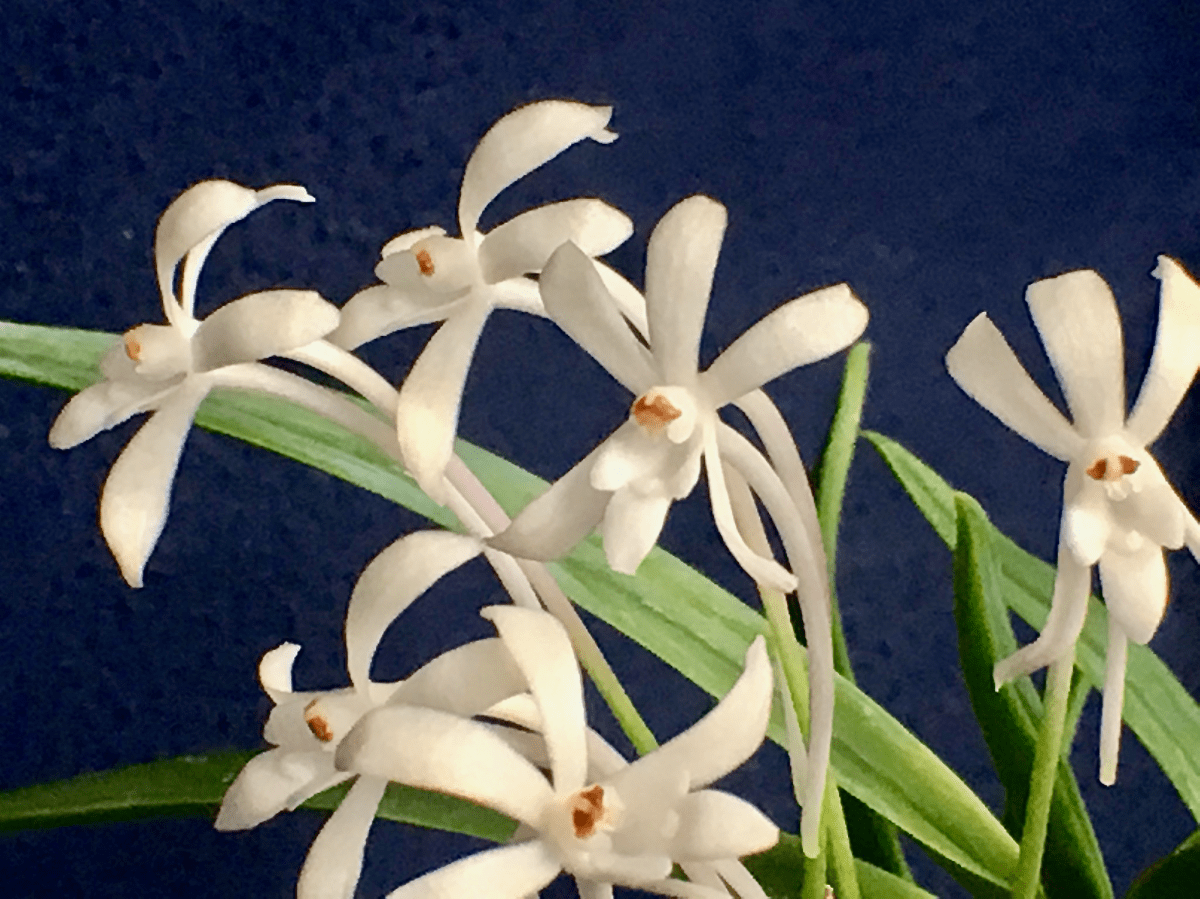 Mini Vandas by Alex Challis – Kentucky Orchid Society