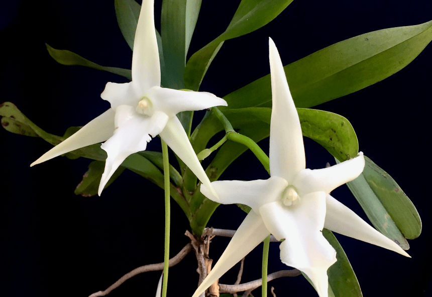 The Three A’s of the Orchid World Presented by Peter Lin – Kentucky ...