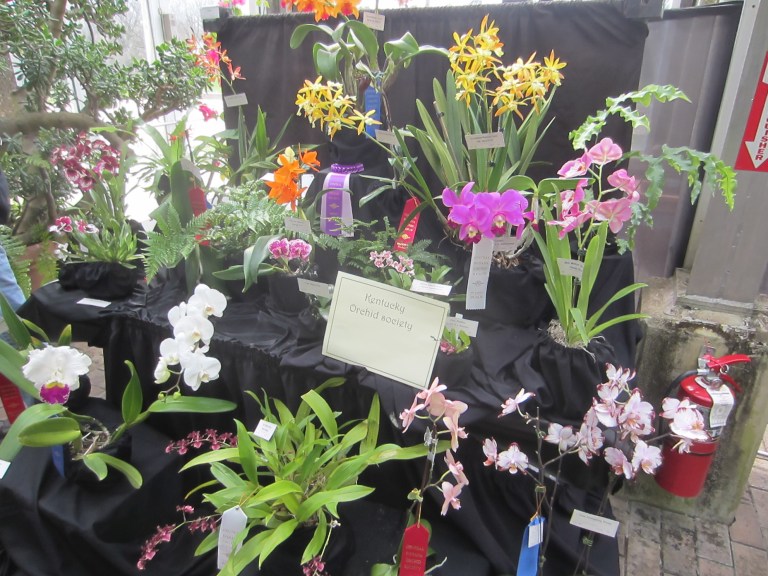 Central Indiana Orchid Show – Kentucky Orchid Society