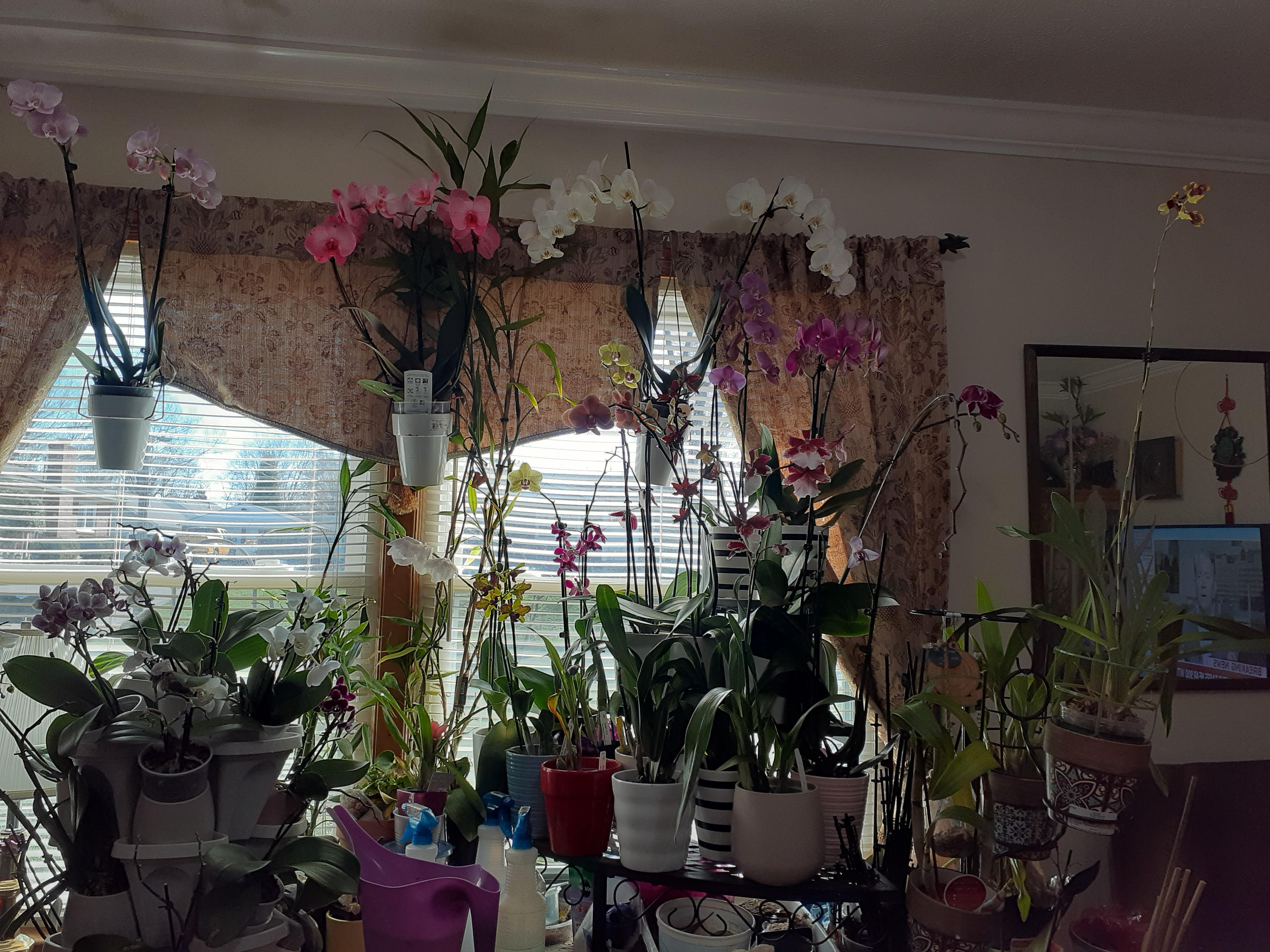 April 2020 “Virtual” Show and Tell – Kentucky Orchid Society