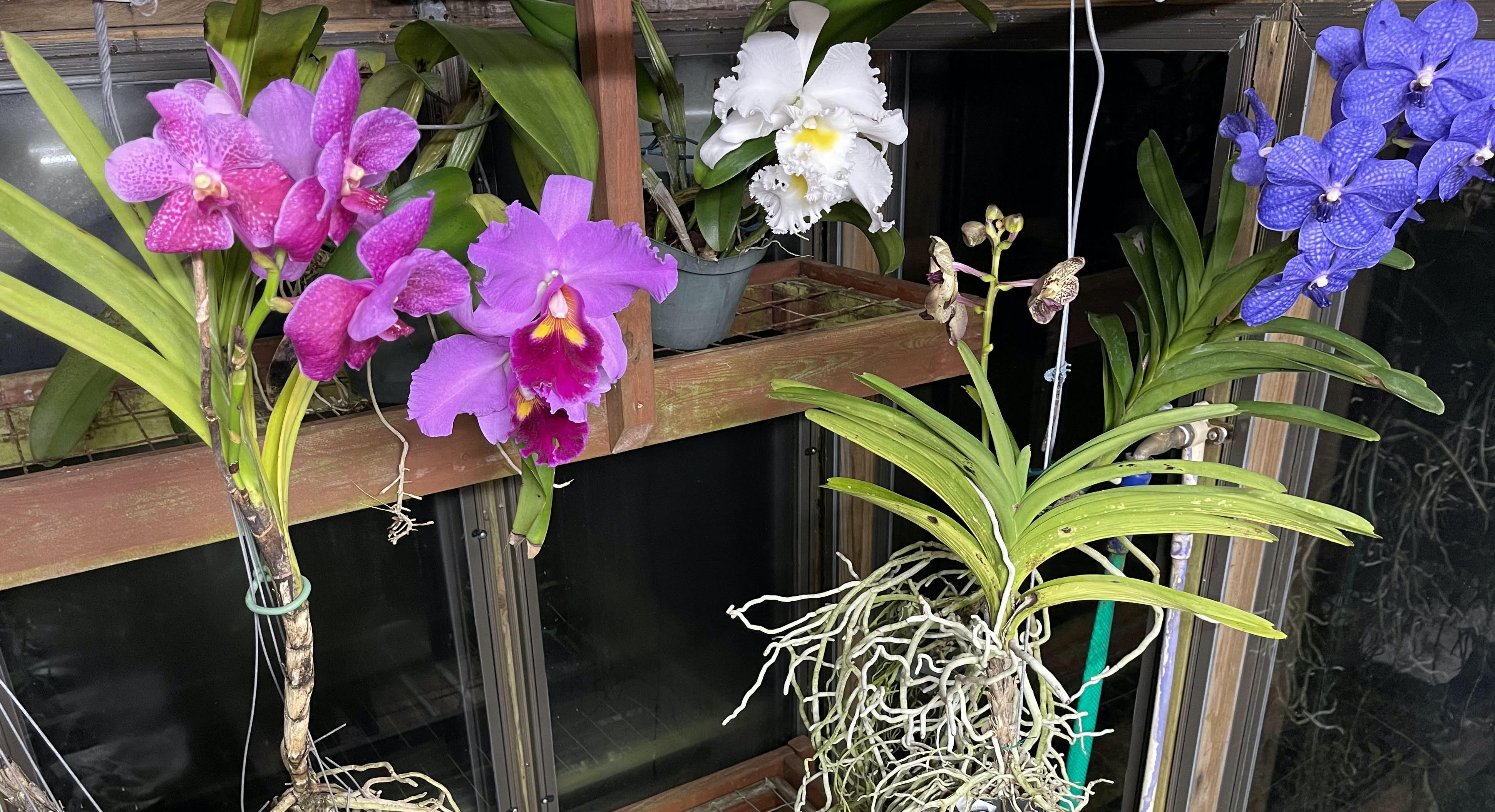 Kentucky Orchid Society Virtual Orchid Display Competition 2020 ...