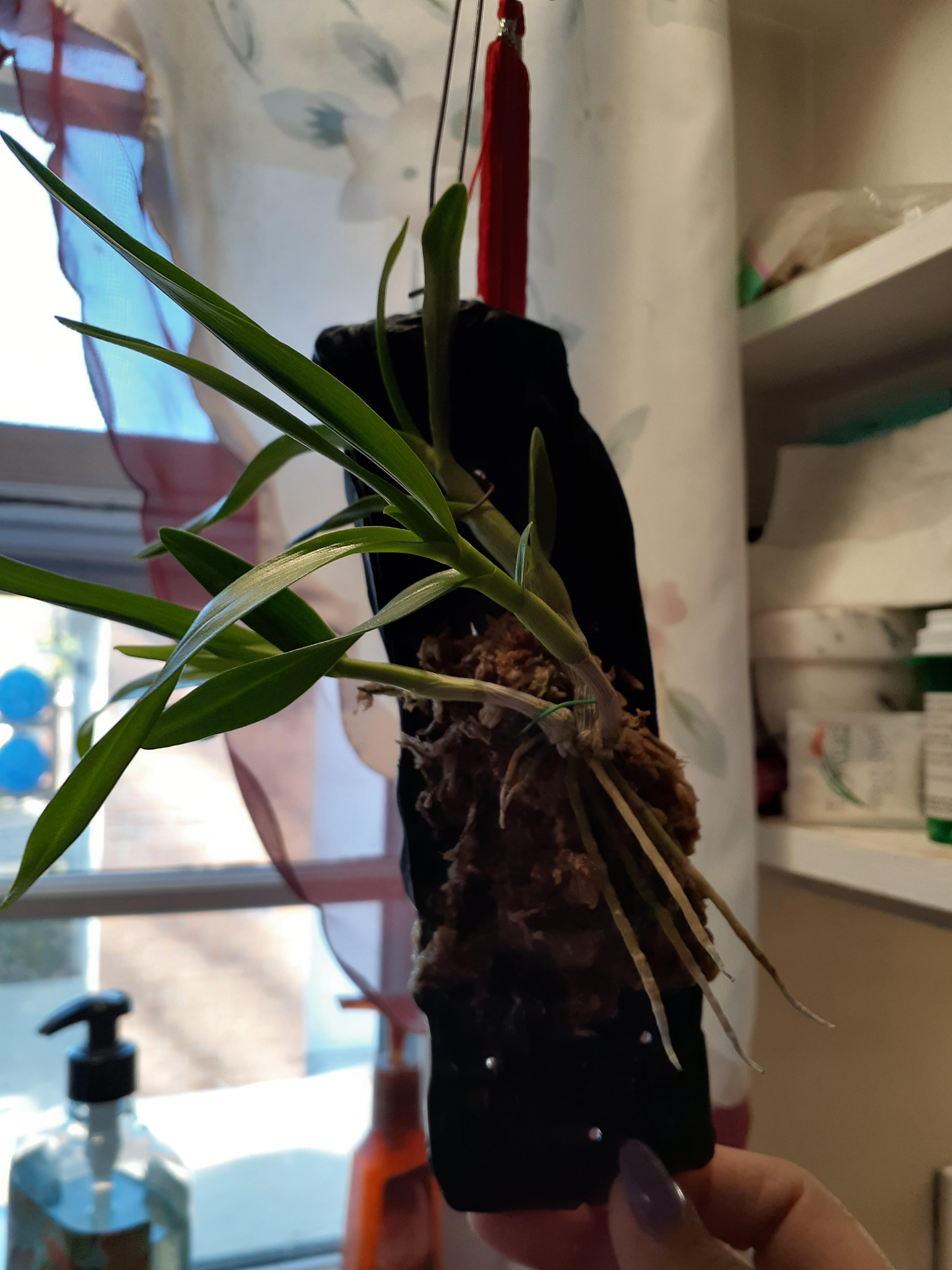 KOS 2019 Club Project – Kentucky Orchid Society