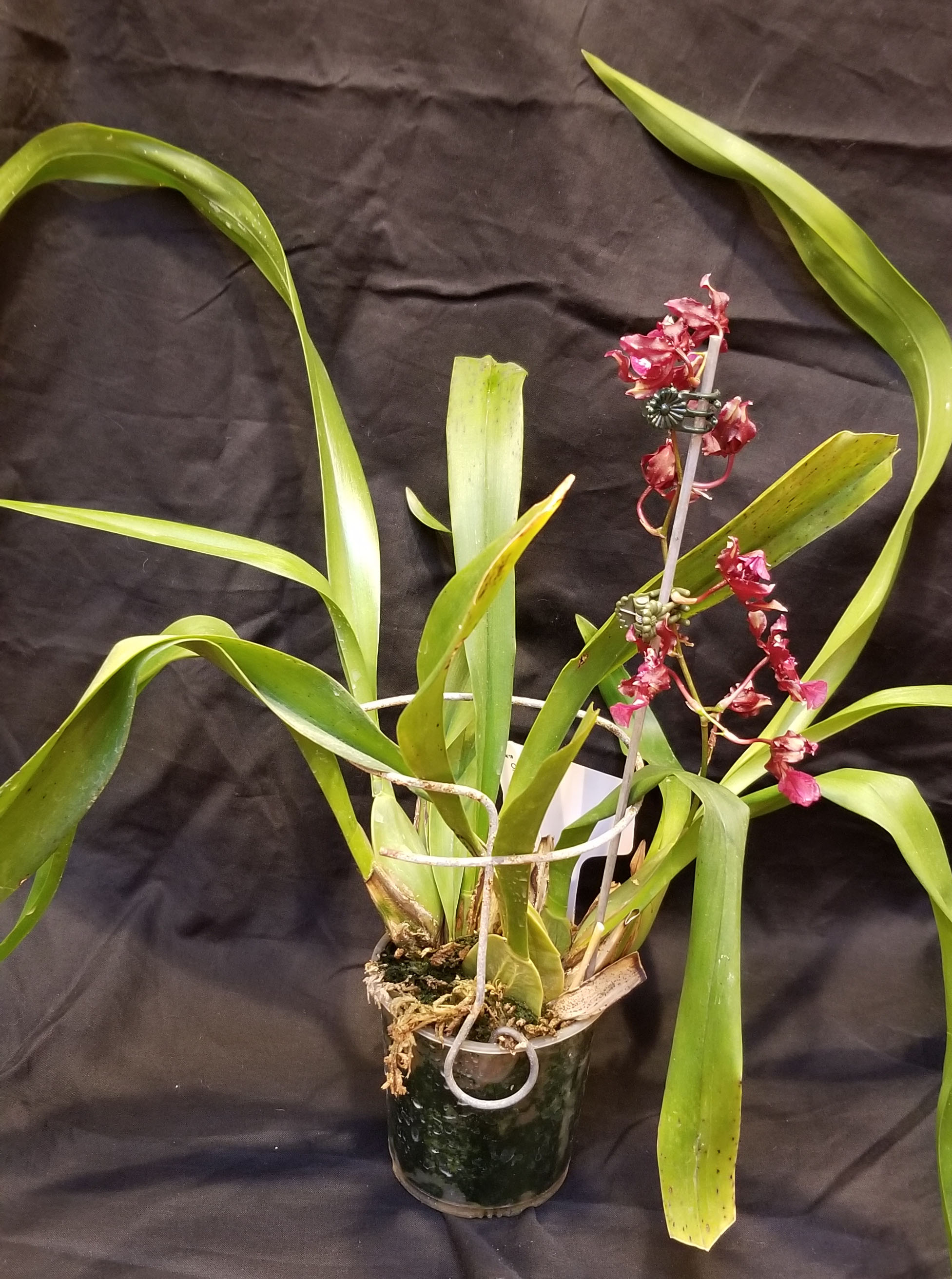 February 2021 Virtual Show & Tell – Kentucky Orchid Society